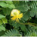 Neptunia Aquatica - Aquatic Sensitive Plant, AKA Touch-Me-Not (Bare Ro