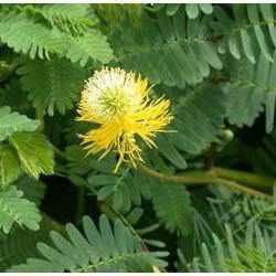 Neptunia Aquatica - Aquatic Sensitive Plant, AKA Touch-Me-Not (Bare Ro