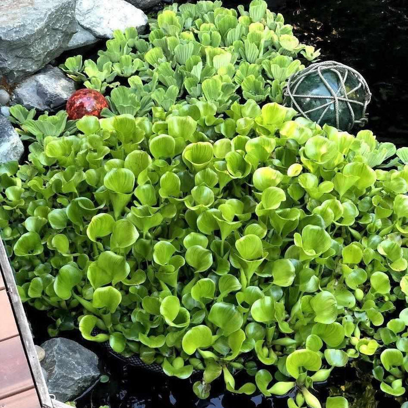 Nycon Floating Flora Island & Fish barrier