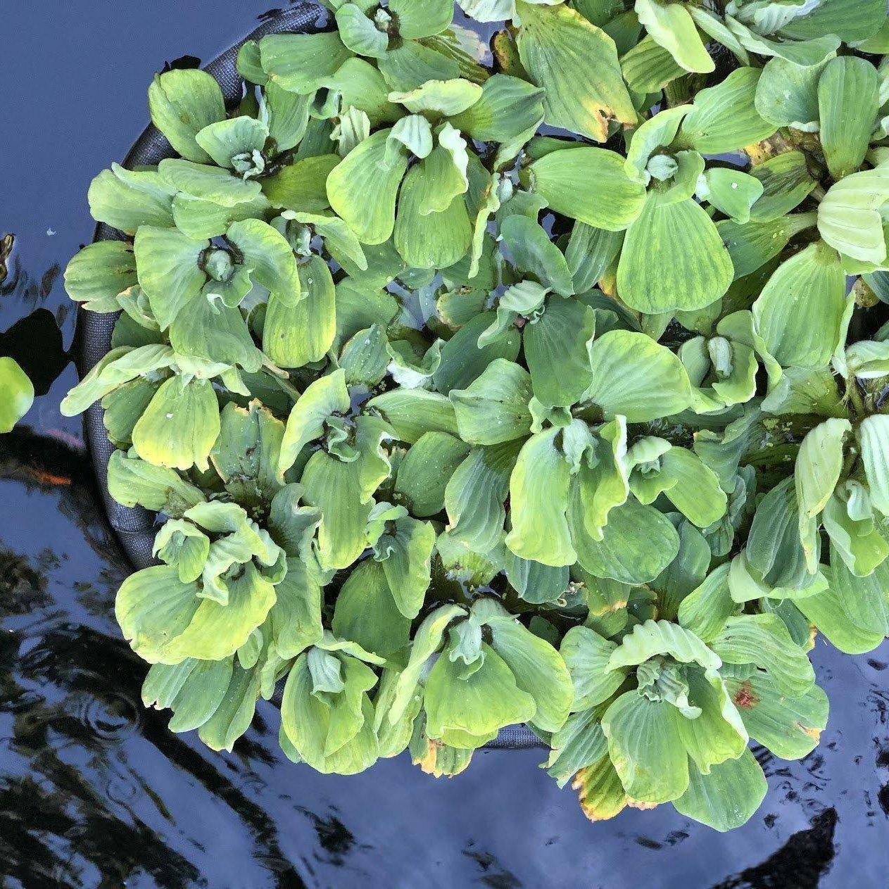 Nycon Floating Flora Island & Fish barrier