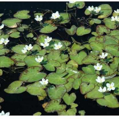 Nymphoides Cristata - Variegated Water Snowflake - Crested floating He