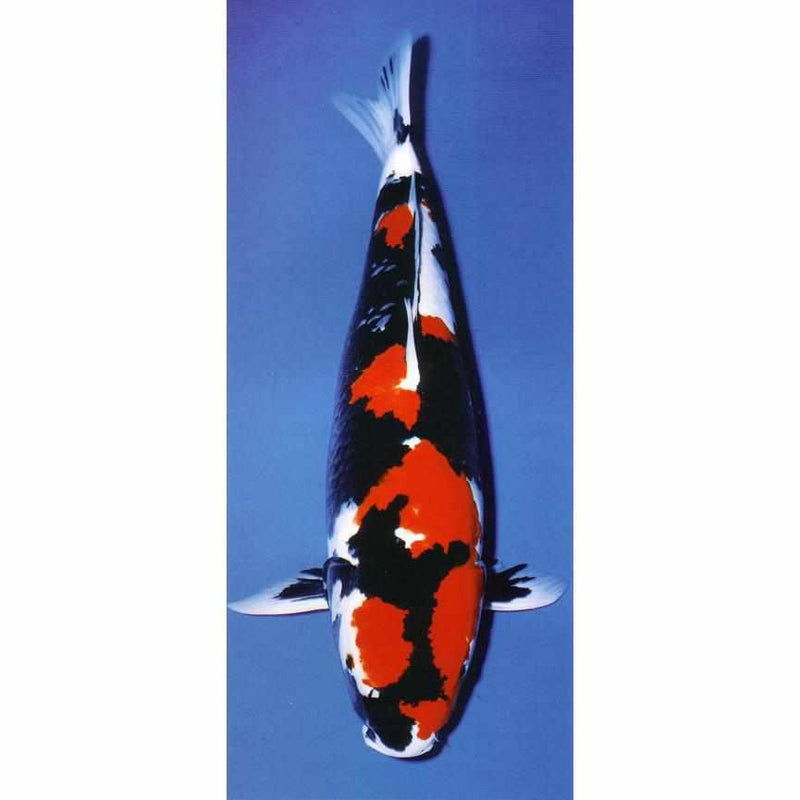 Koi Fish