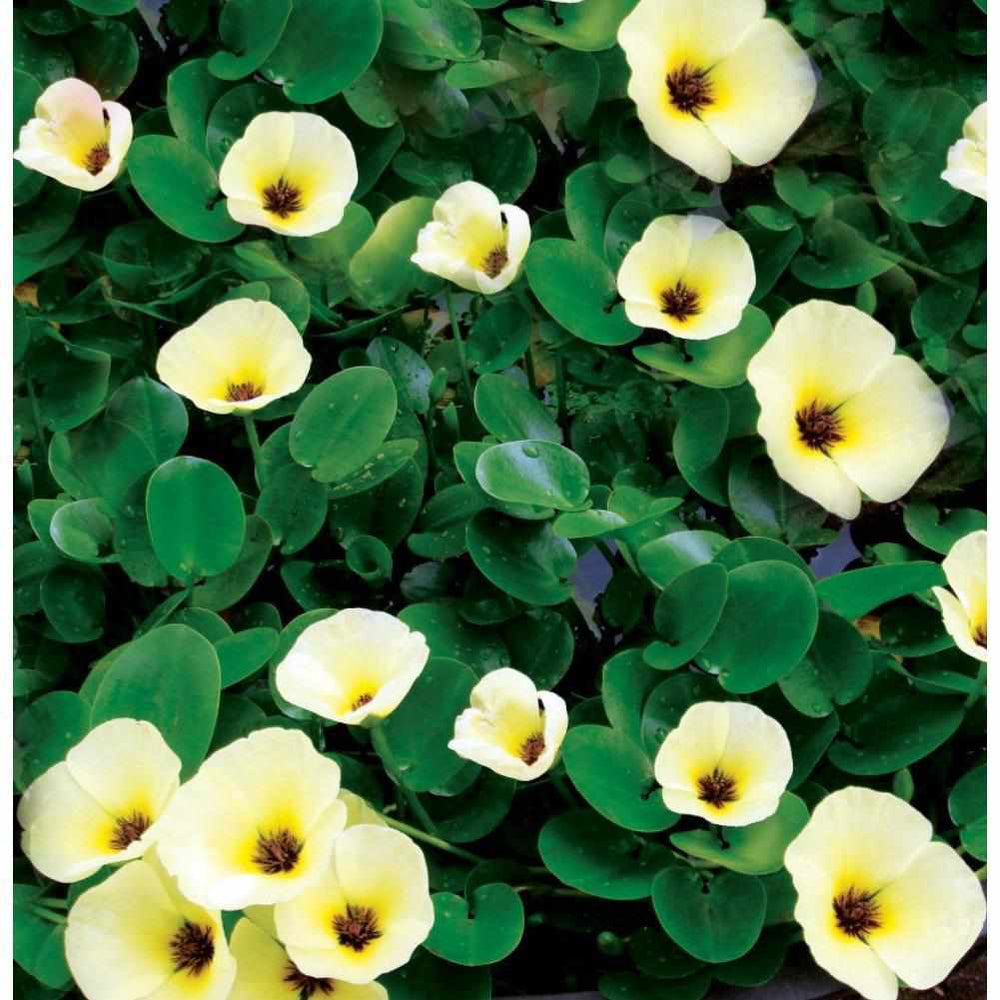 Water Poppy - Hydrocleys Nymphoides (Bare Root)